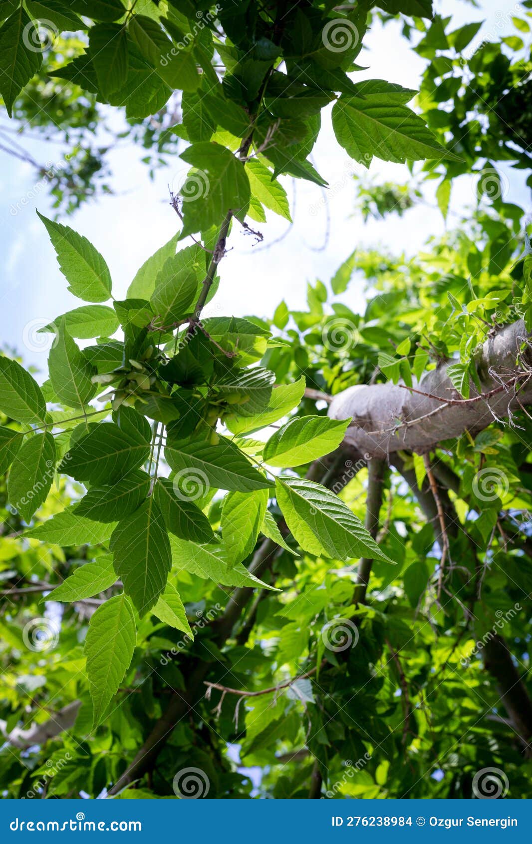 Vertical Natural View from Below on the Sugar Maple Tree with Green ...