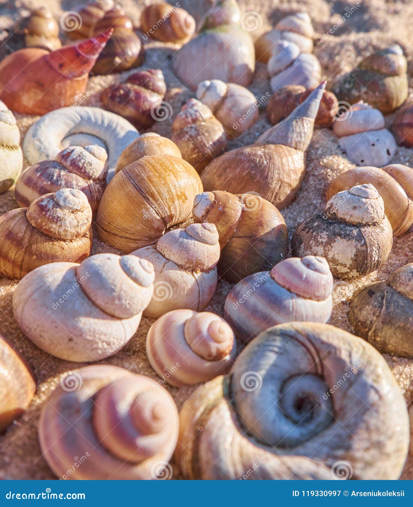 Vertical Nature Background with Seashells Stock Image - Image of nature ...