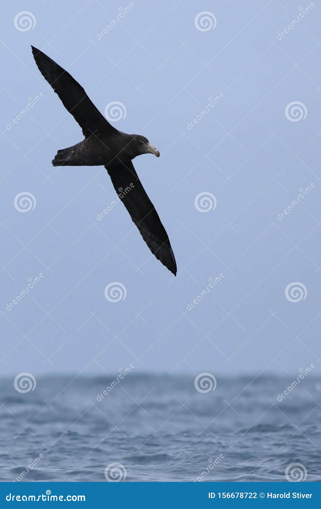 Vertical Northern Giant Petrel, Macronectes Halli Stock Photo - Image ...