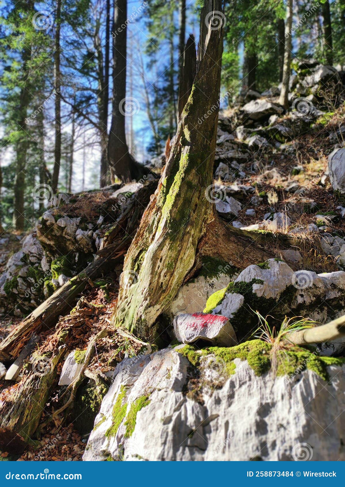 Vertical of an Old Tree Root on Rocks Stock Photo - Image of green ...
