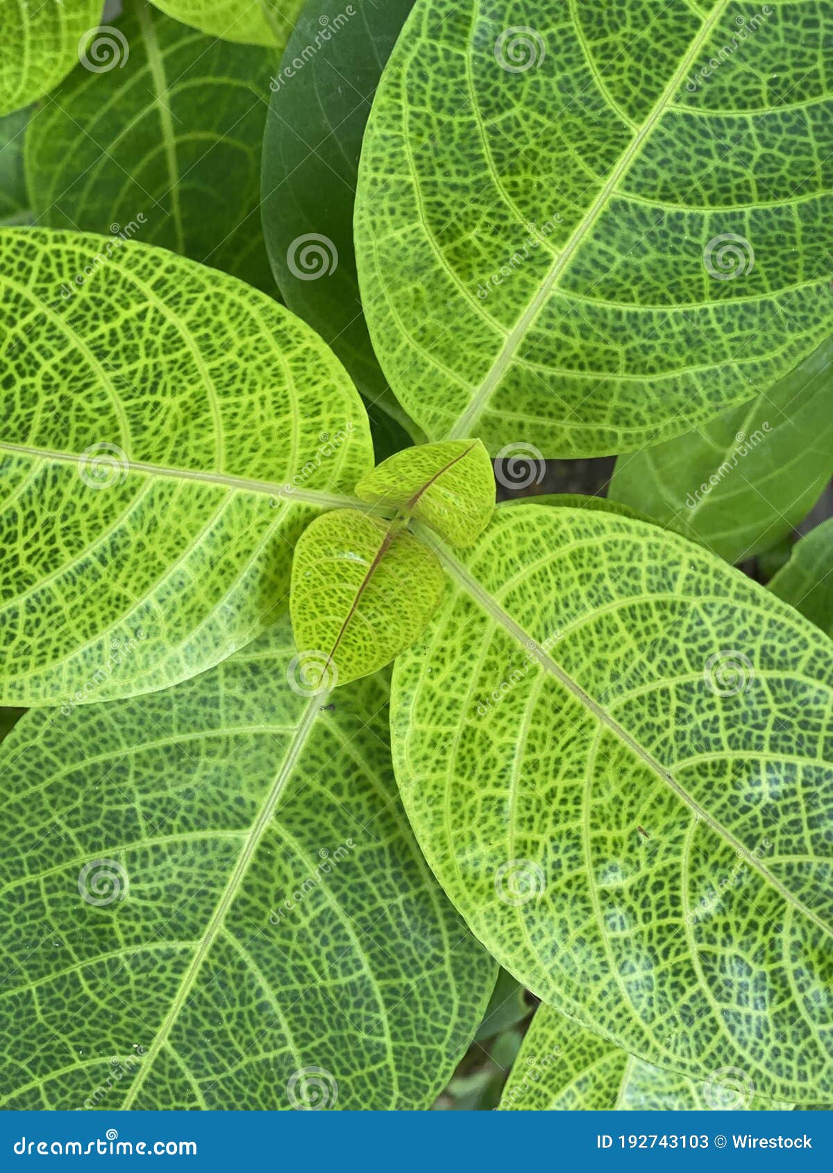 Vertical Overhead Shot of the Leaf of a Plant Captured during the ...