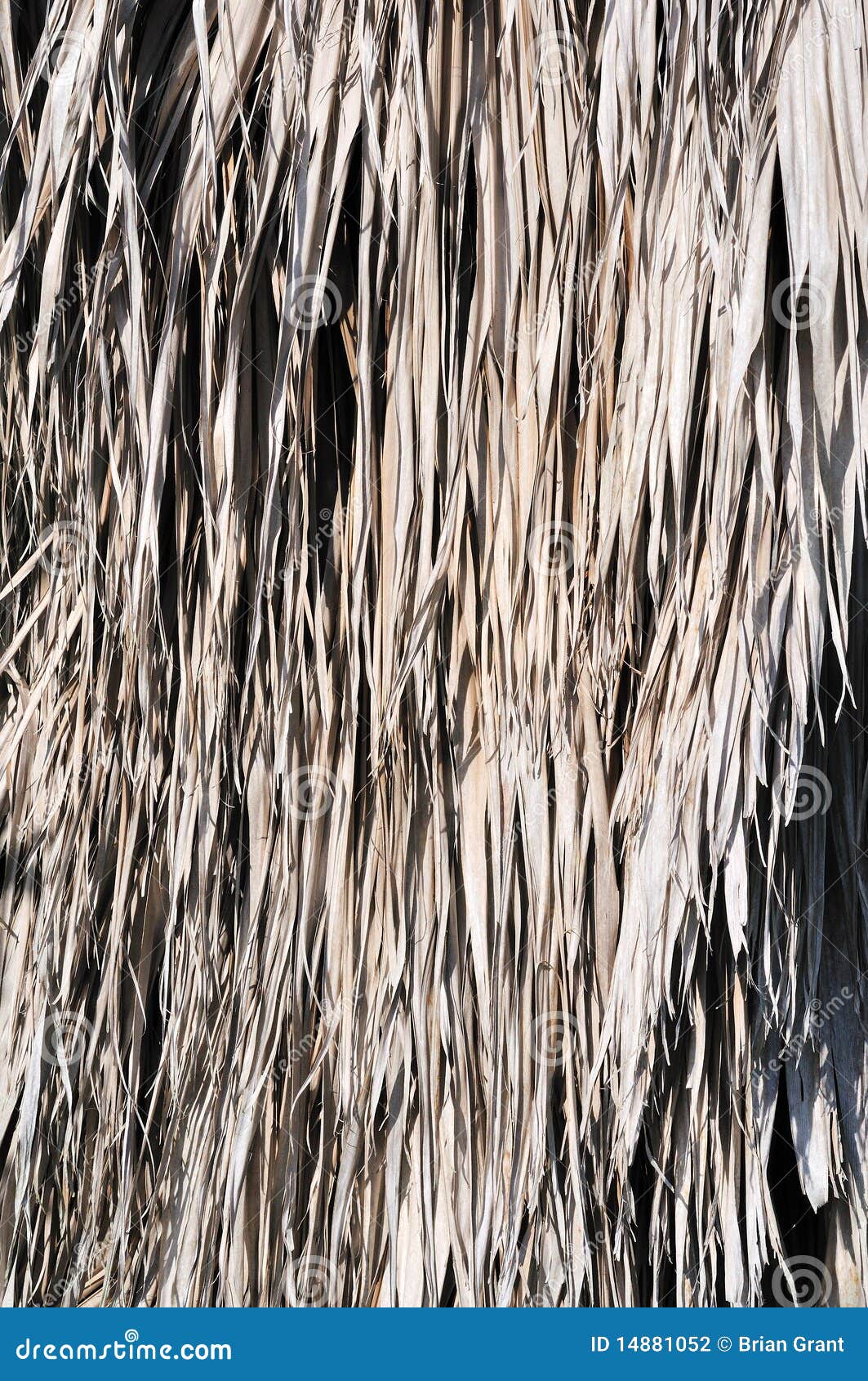 Vertical Palm Thatch Backgrouind Stock Photo - Image of muted, fronds ...