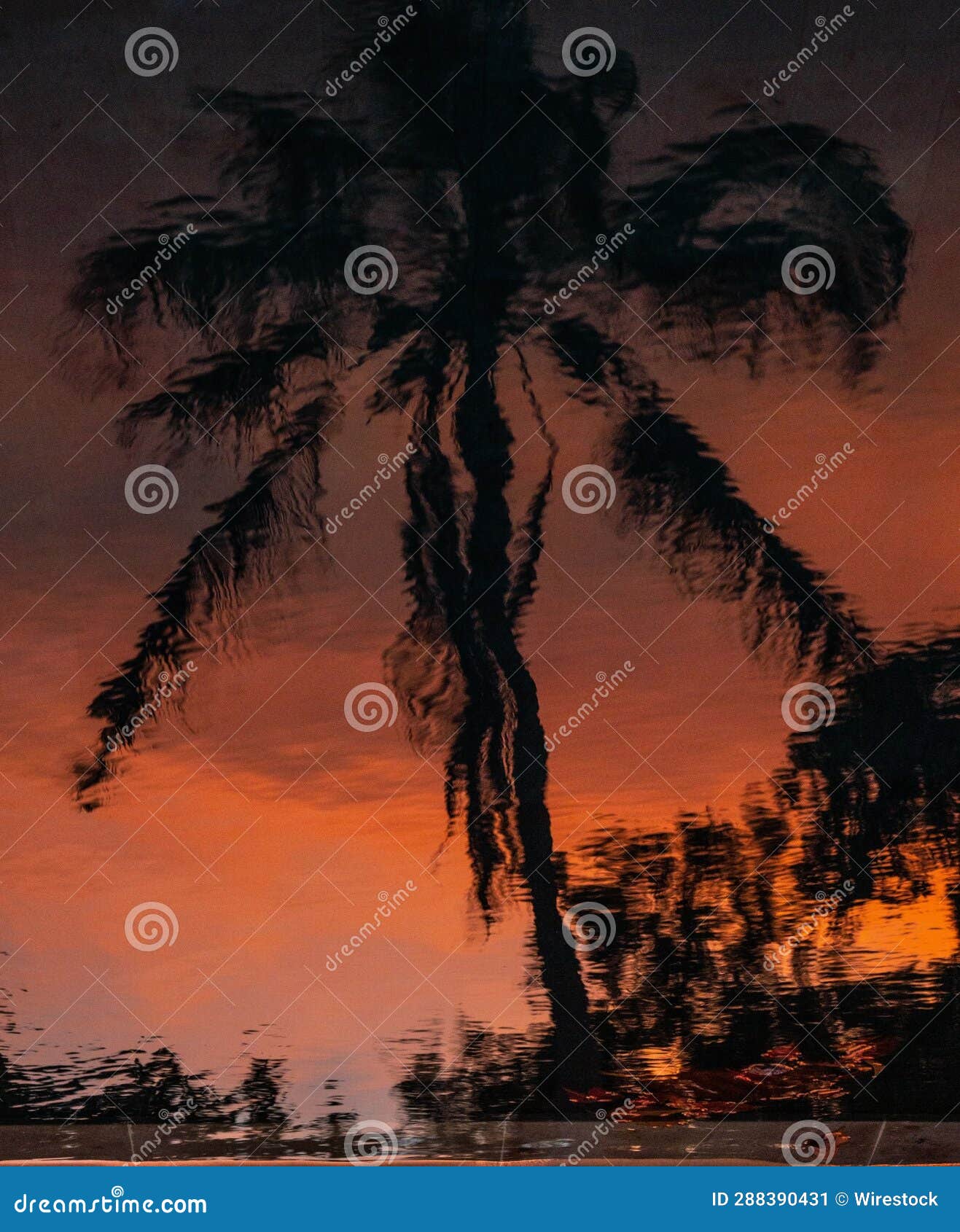 Vertical of a Palm Tree Reflection on a Pond at Sunset Stock Image ...