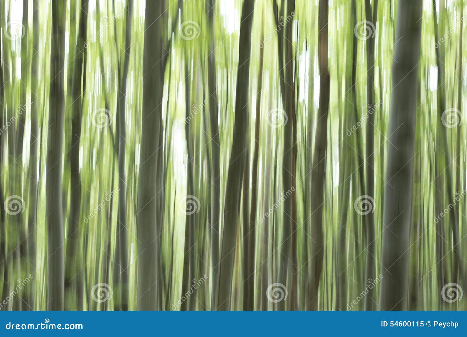 Vertical Pan of Trees. Abstract Forest. Stock Image - Image of light ...