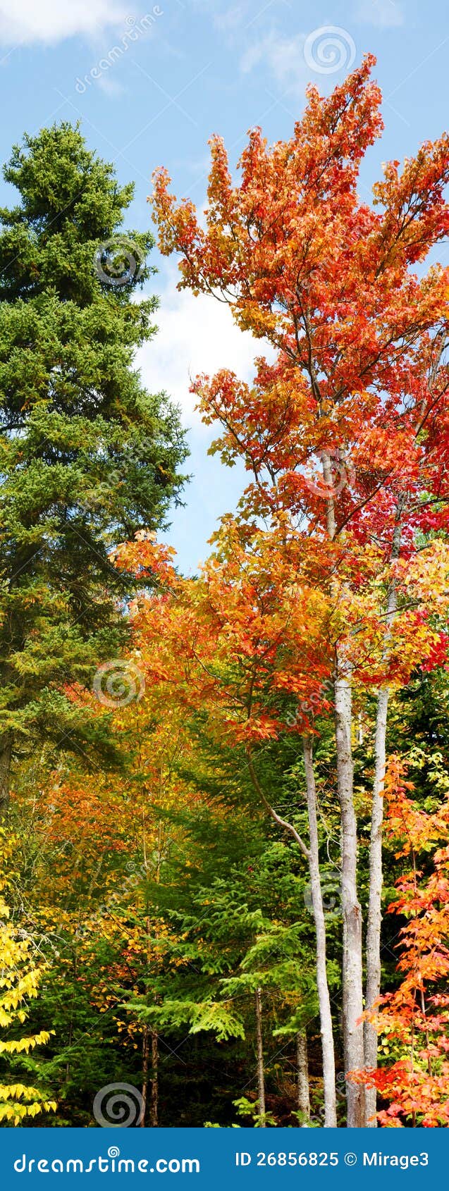 Vertical Panorama of Fall Forest Stock Image - Image of contrast ...