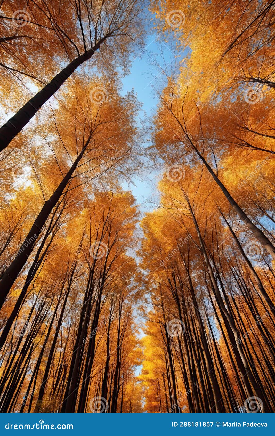 Vertical Panorama, Vertorama of Bright Autumn Forest. with Generative ...
