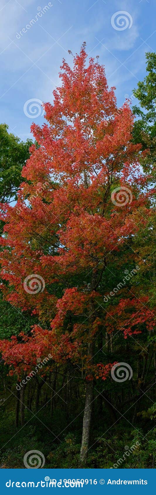 Vivid Red Tree Vertical Panorama Stock Photo - Image of vertical ...