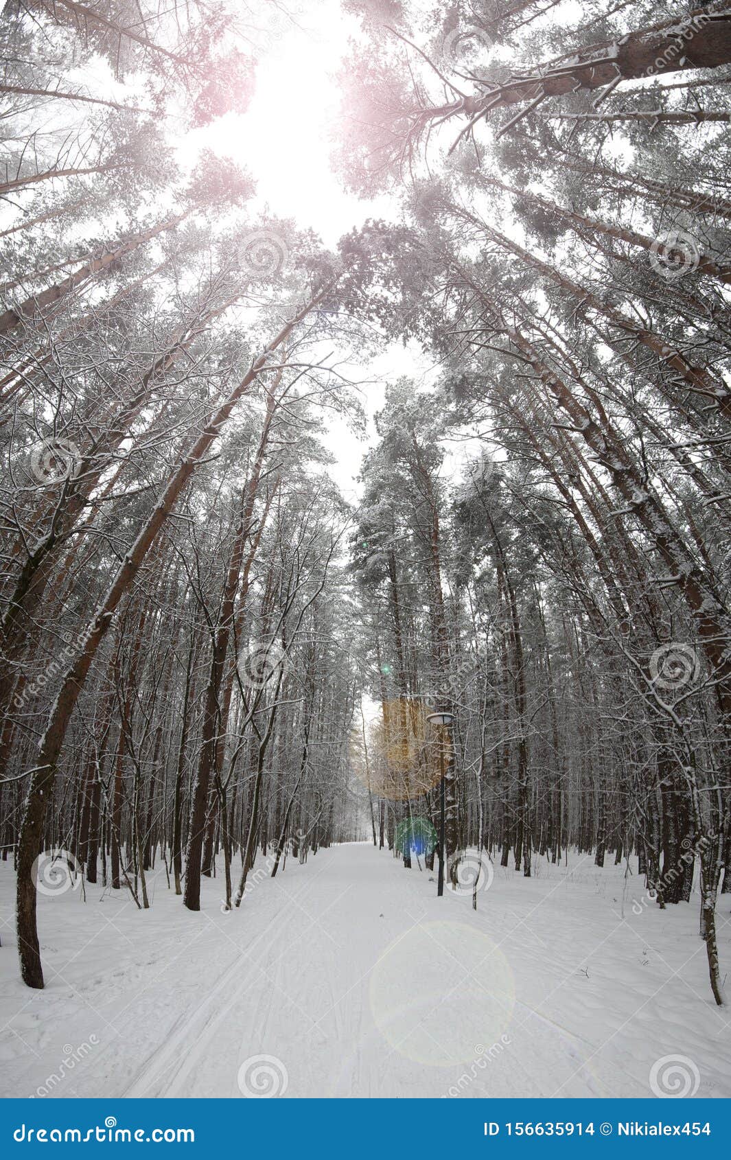 Vertical Panorama of Winter Snow Forest Stock Photo - Image of ...