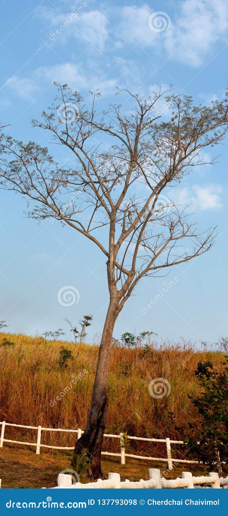 Vertical Panoramic View of Big Tree and Meadow with Blue Sky and Cloud ...