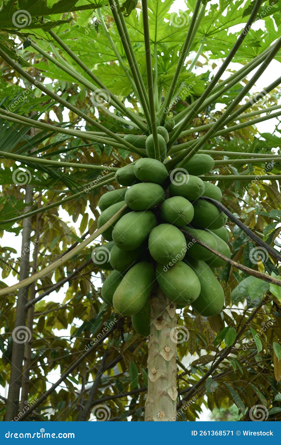 Vertical of Papaya Tree with Fruits Growing in a Garden Stock Image ...