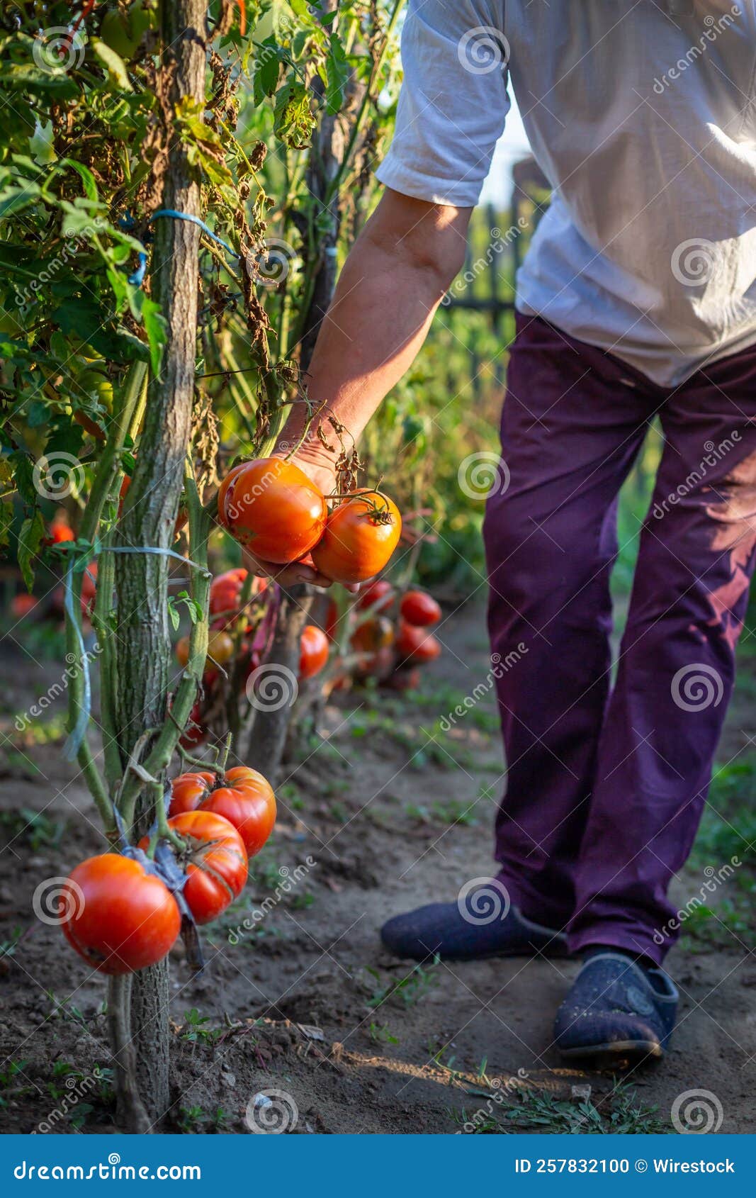 Vertical Partial View of a Man Picking Tomatoes in the Farm Stock Photo ...