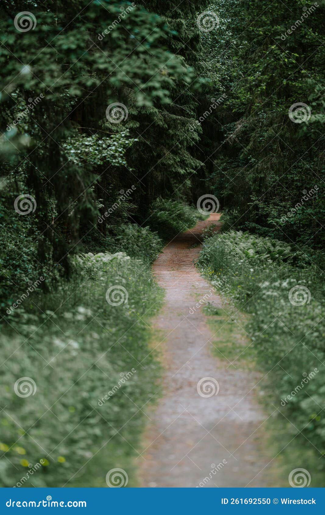 Vertical of a Path through the Forest. Stock Photo - Image of travel ...