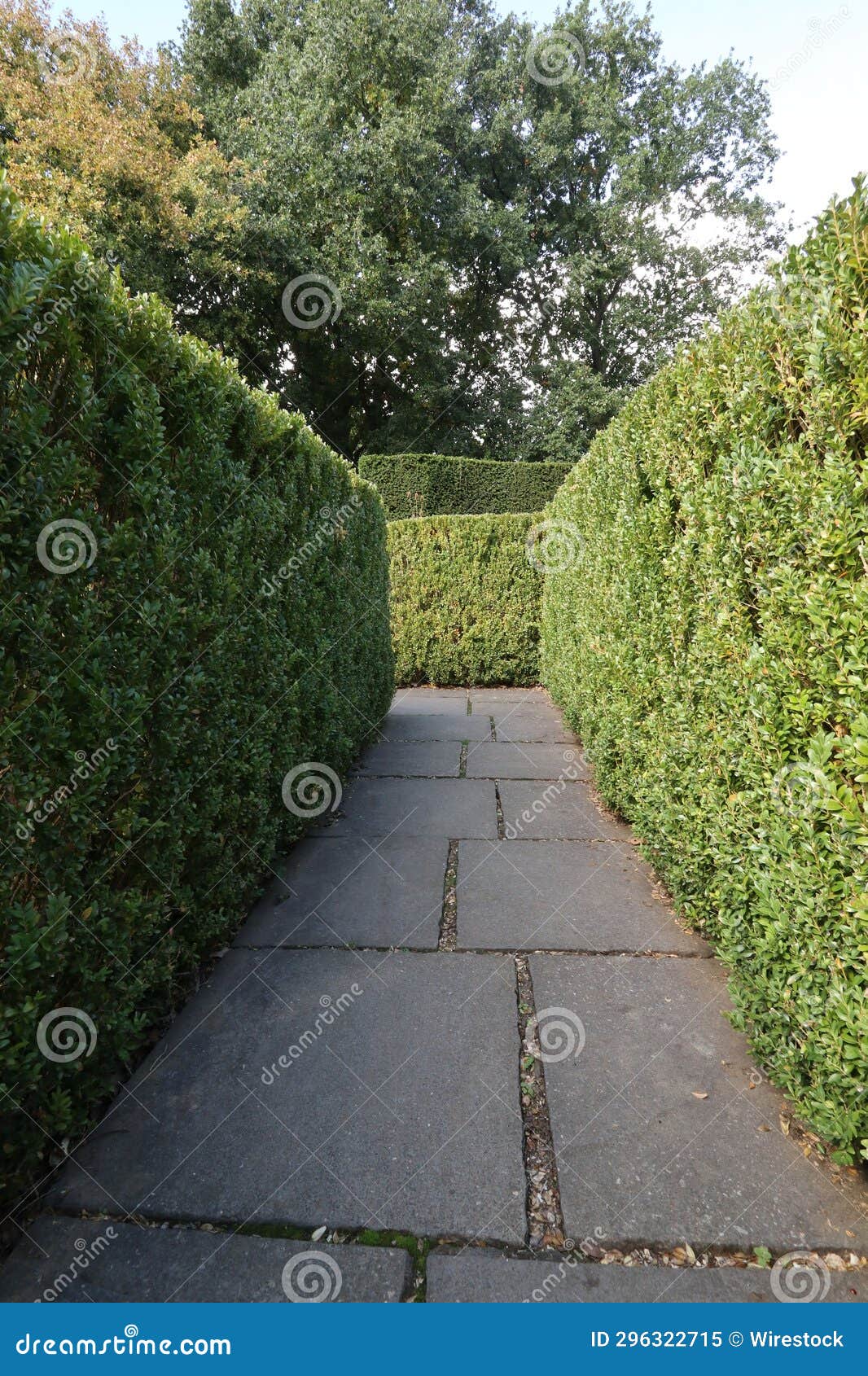 Vertical of a Pathway Lined with Green Trees in a Garden Stock Image ...