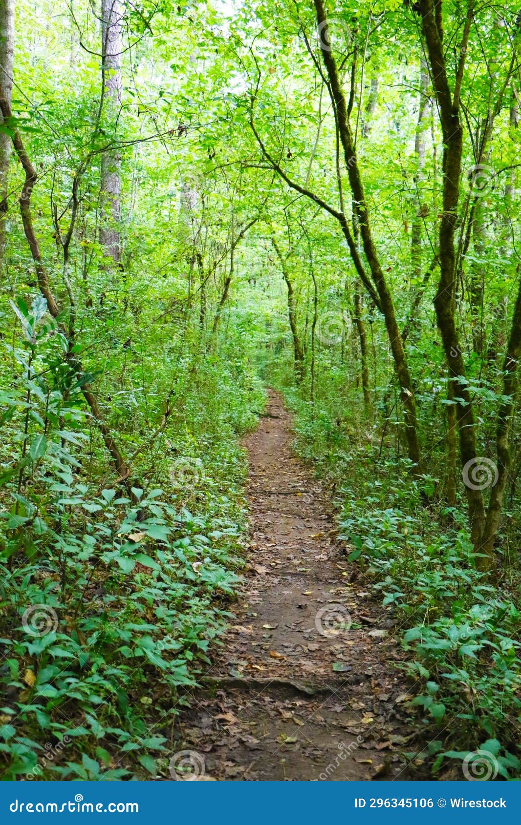 Vertical of a Pathway Lined with Green Trees in a Park Stock Photo ...