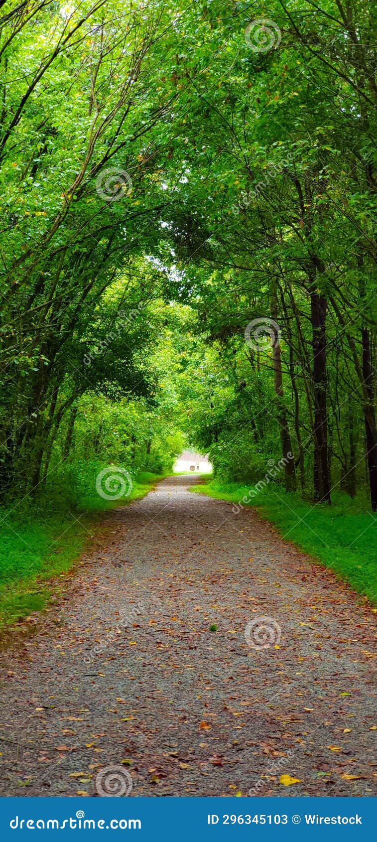 Vertical of a Pathway Lined with Green Trees in a Park Stock Image ...