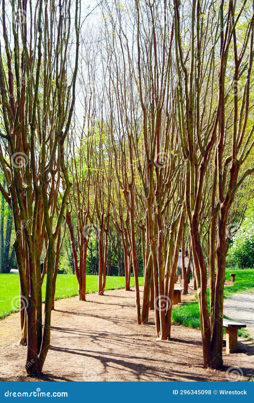Vertical of a Pathway Lined with Trees in a Park Stock Photo - Image of ...