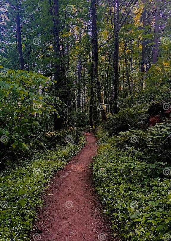 Vertical of a Pathway in a Lush Green Forest Stock Photo - Image of ...