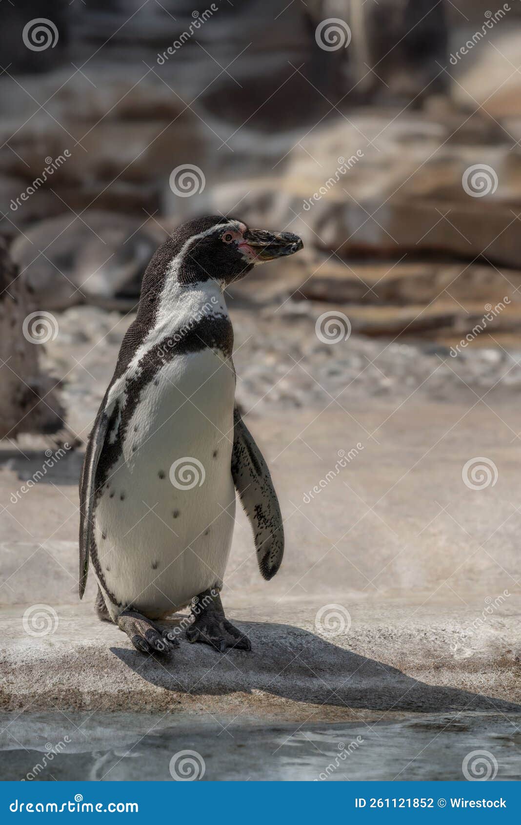 Vertical of a Penguin Looking Right. Stock Photo - Image of south, cute ...