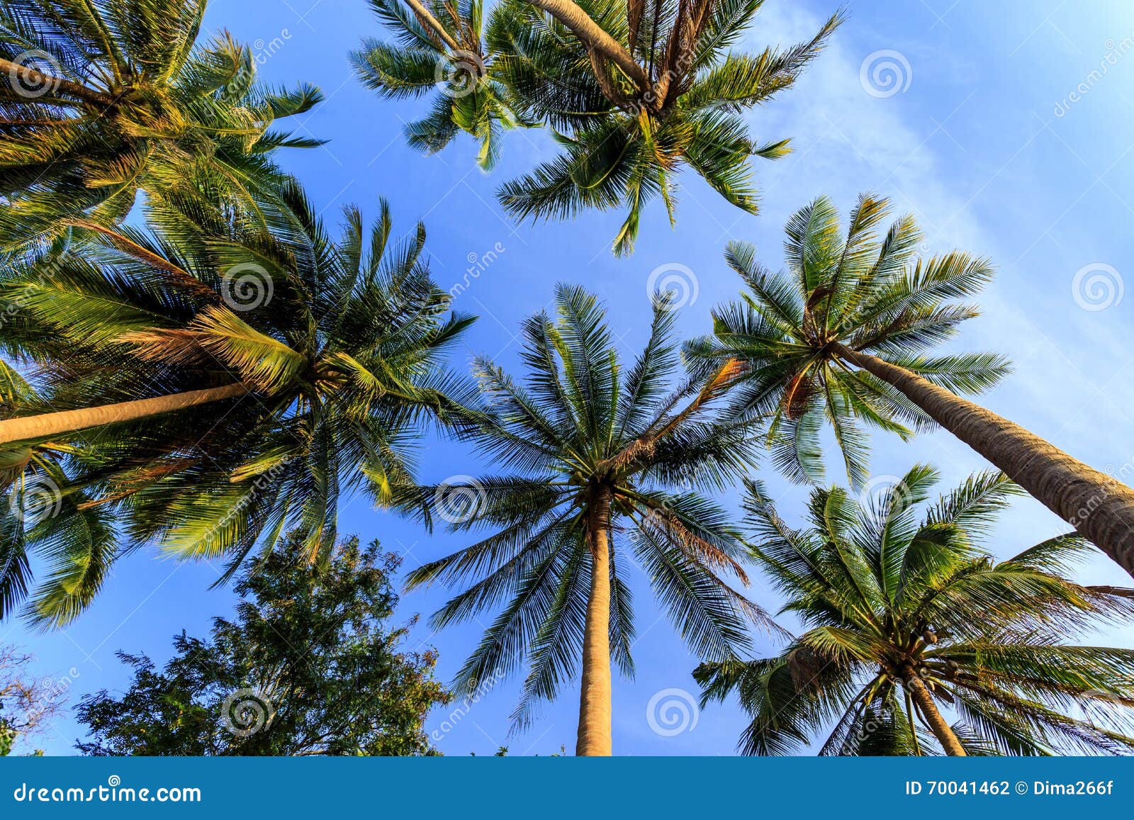 Vertical Perspective of Palm Trees at Evening Stock Photo - Image of ...