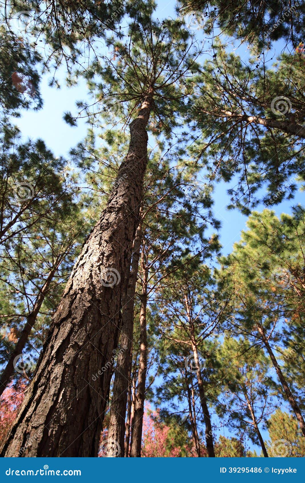 Vertical Perspective Of Pine Tree Royalty-Free Stock Image ...
