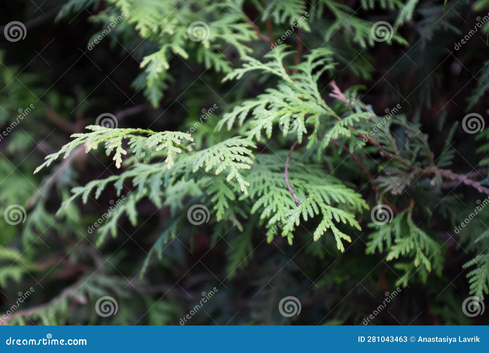 Juniper Texture Royalty-Free Stock Image | CartoonDealer.com #55010218