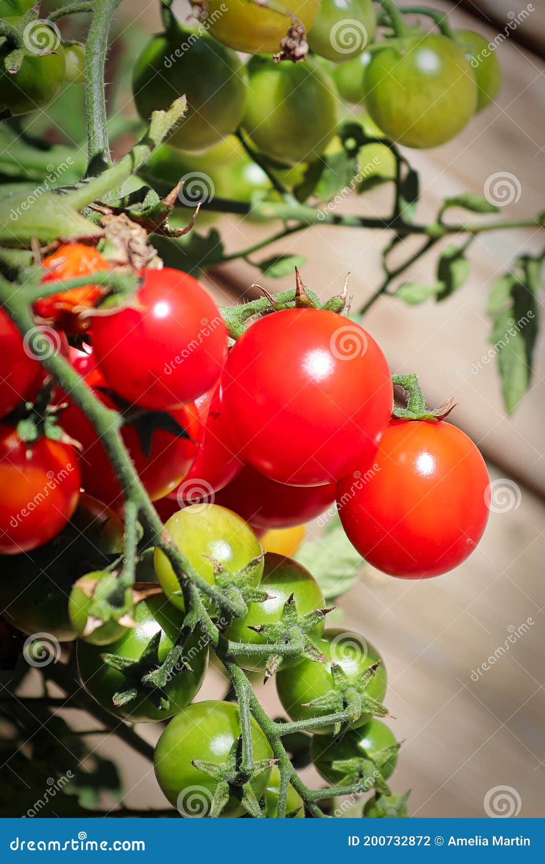 Vertical Photo of Clusters of Tomatoes in Various Stages of Ripeness ...