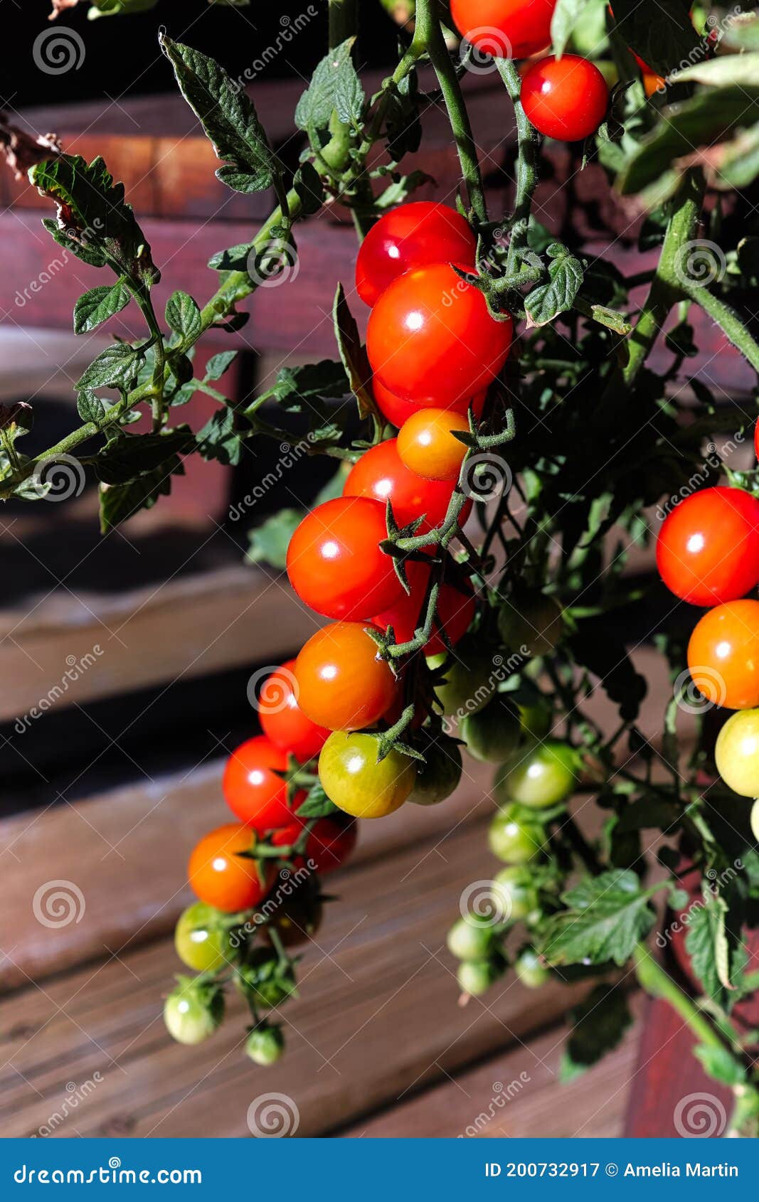 Vertical Photo of Clusters of Tomatoes in Various Stages of Ripeness ...