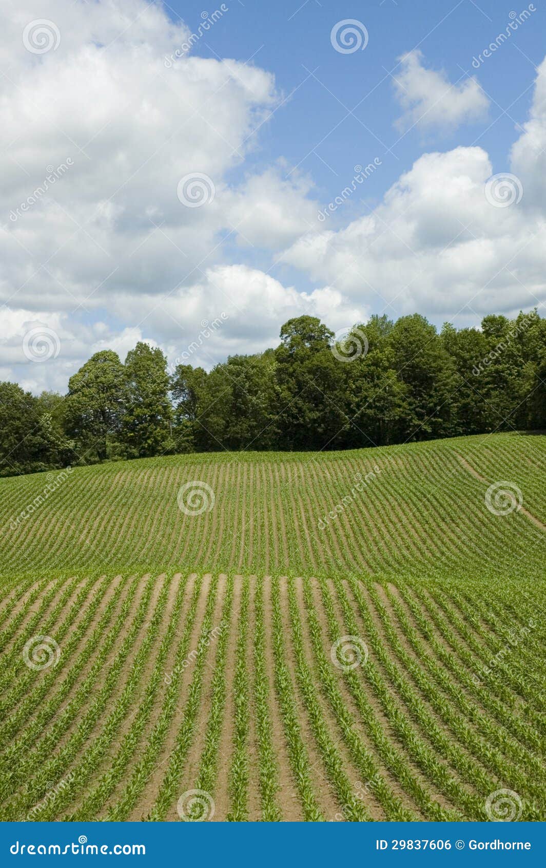 Corn Field Vertical stock photo. Image of farms, picturesque - 29837606