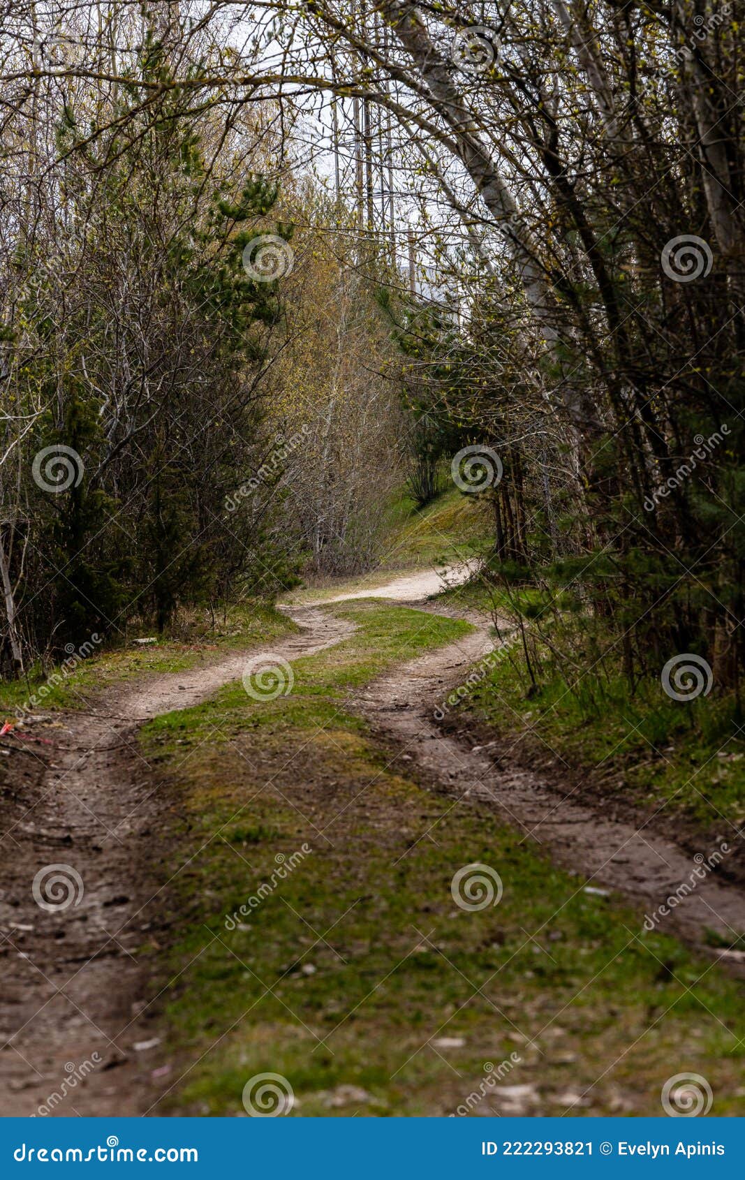 Curved Trail between Trees at Spring Stock Image - Image of gravel ...