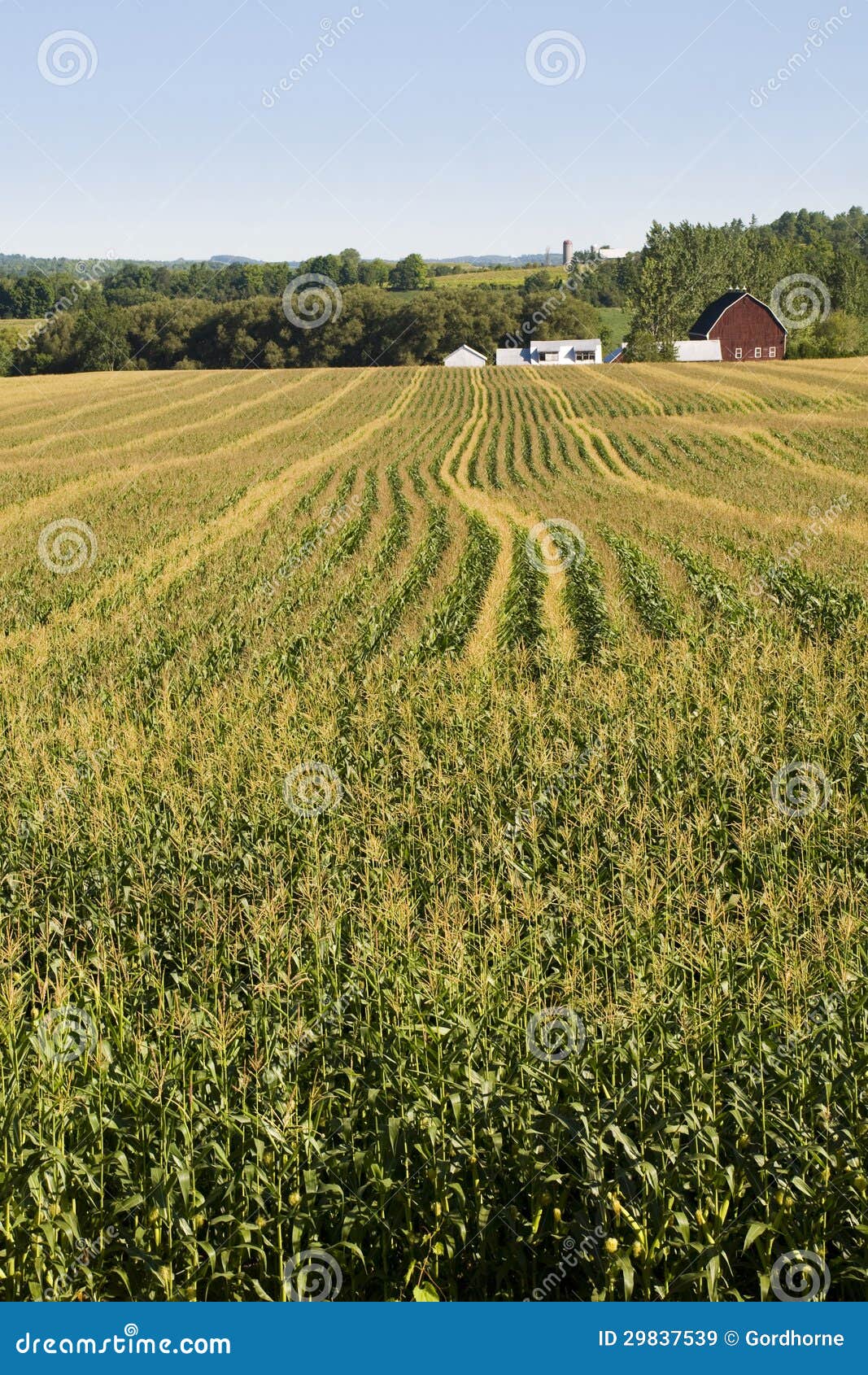 Large Cornfield stock image. Image of outdoors, land - 29837539