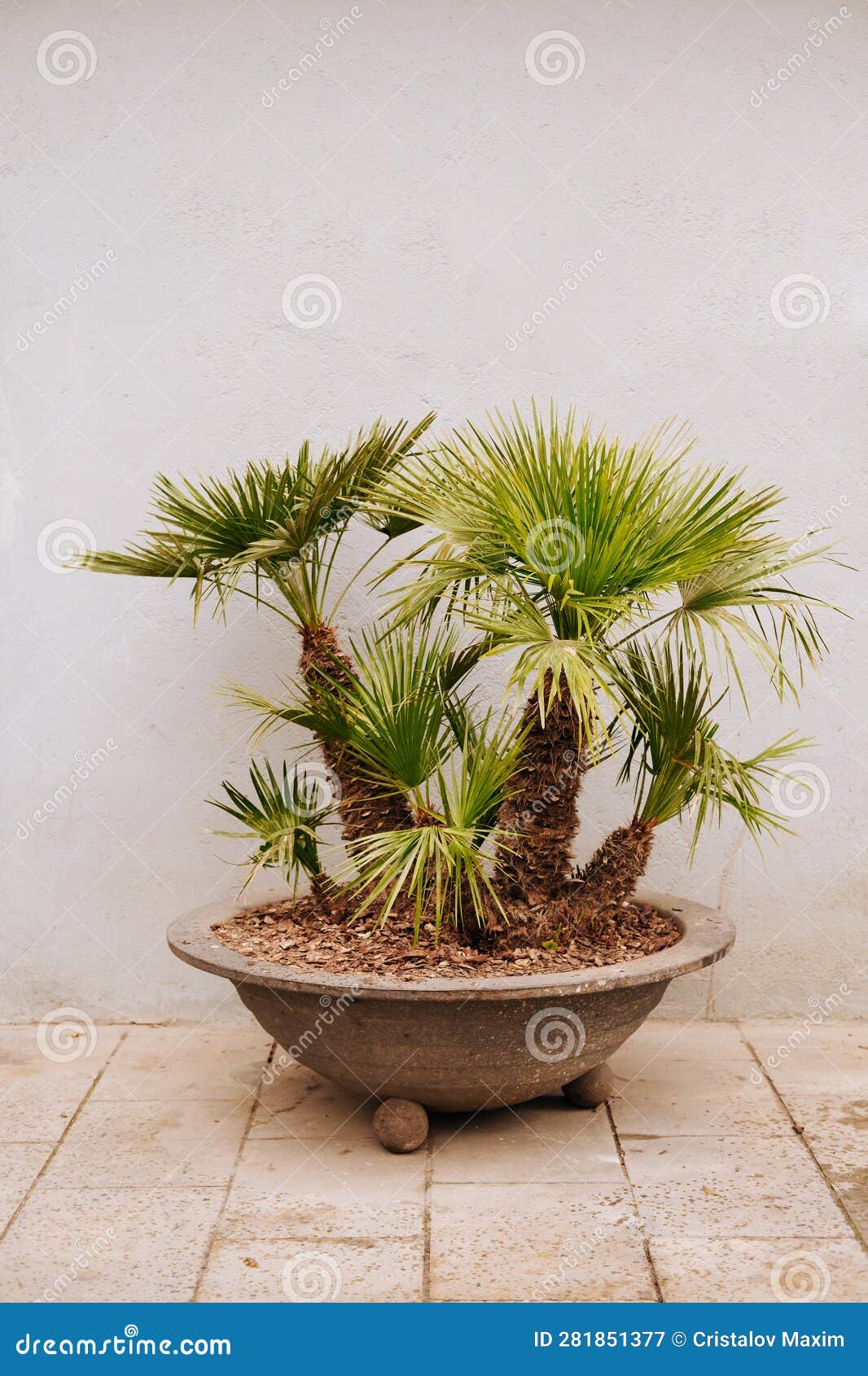 Vertical Photo of Nice Small Palm Trees on Vase Outdoor Stock Image ...
