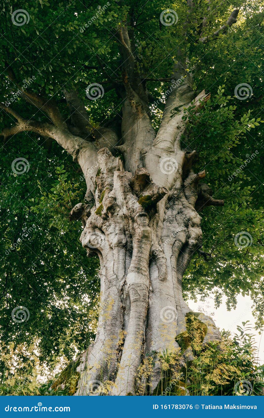 Vertical Photo of an Old Tree Stock Photo - Image of magical ...