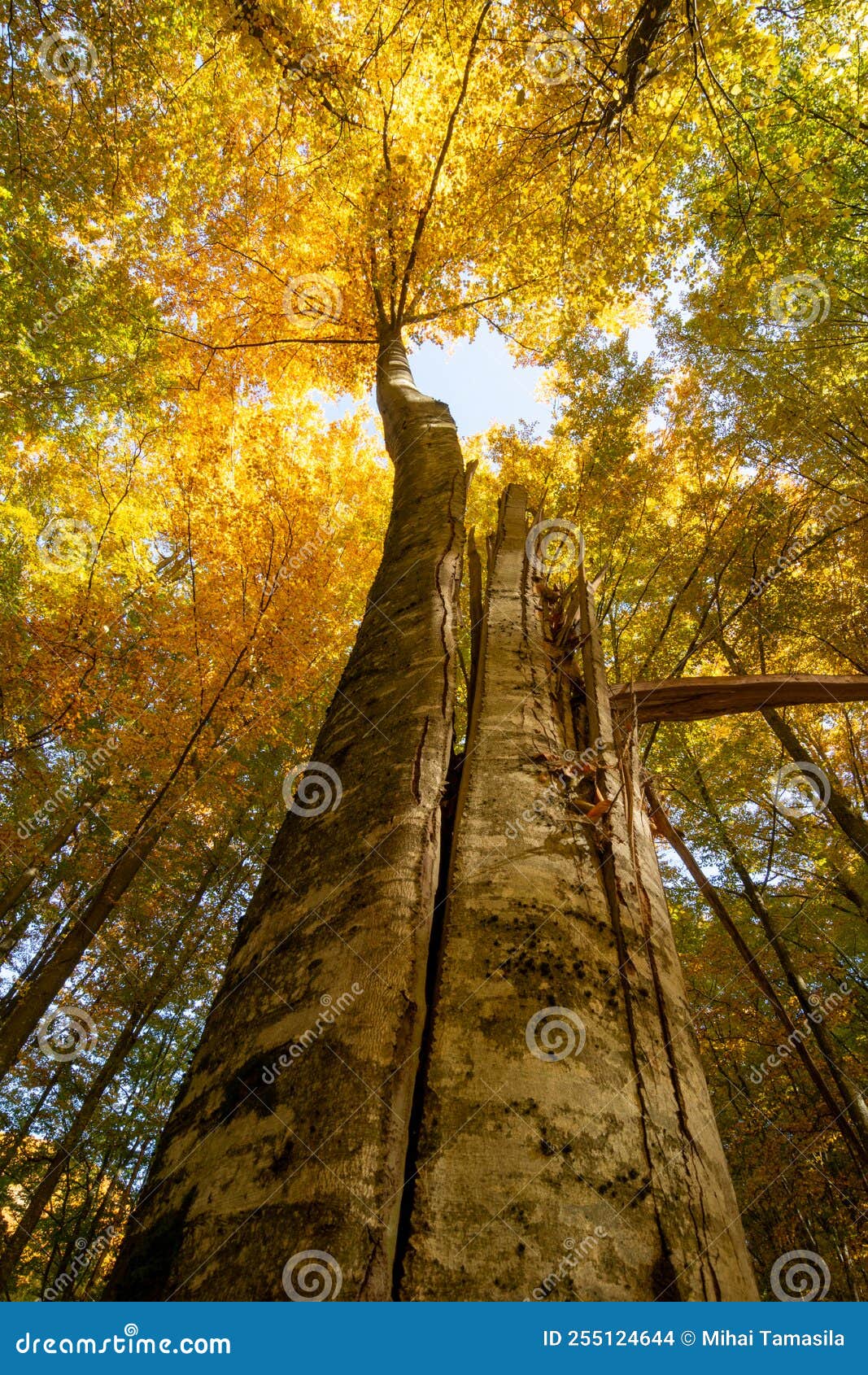 Vertical Photo of an Old Tree Struck by Lightning Stock Photo - Image ...