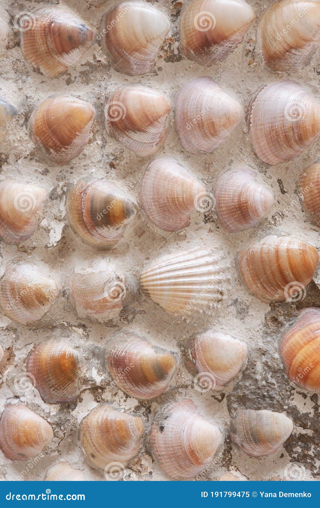 Vertical Photo of Surface Made of Cemented Sea Shells Selection. House ...
