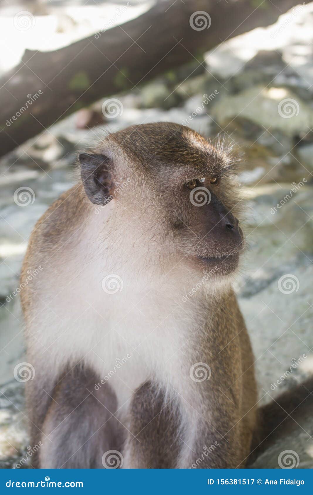 Thai Macaque Looking Sideways with a Serious Expression, Sitting in ...