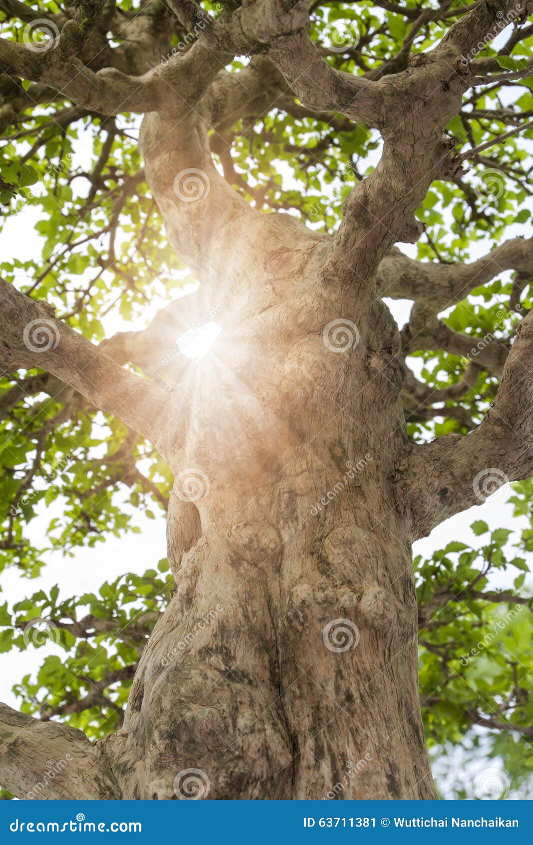 Vertical photo of tree stock image. Image of place, height - 63711381