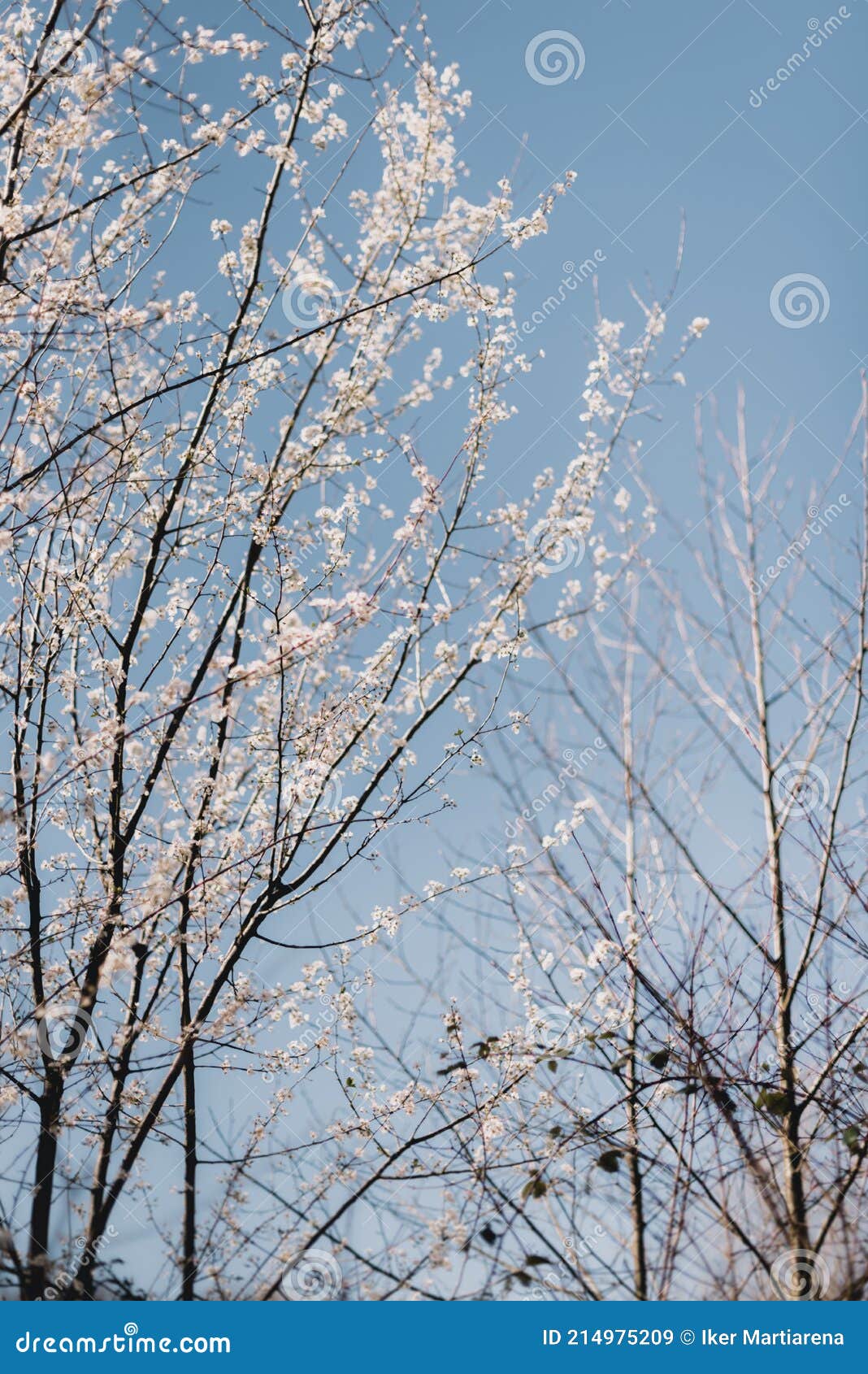Vertical Photo of Trees in Bloom Stock Image - Image of color, blossoms ...