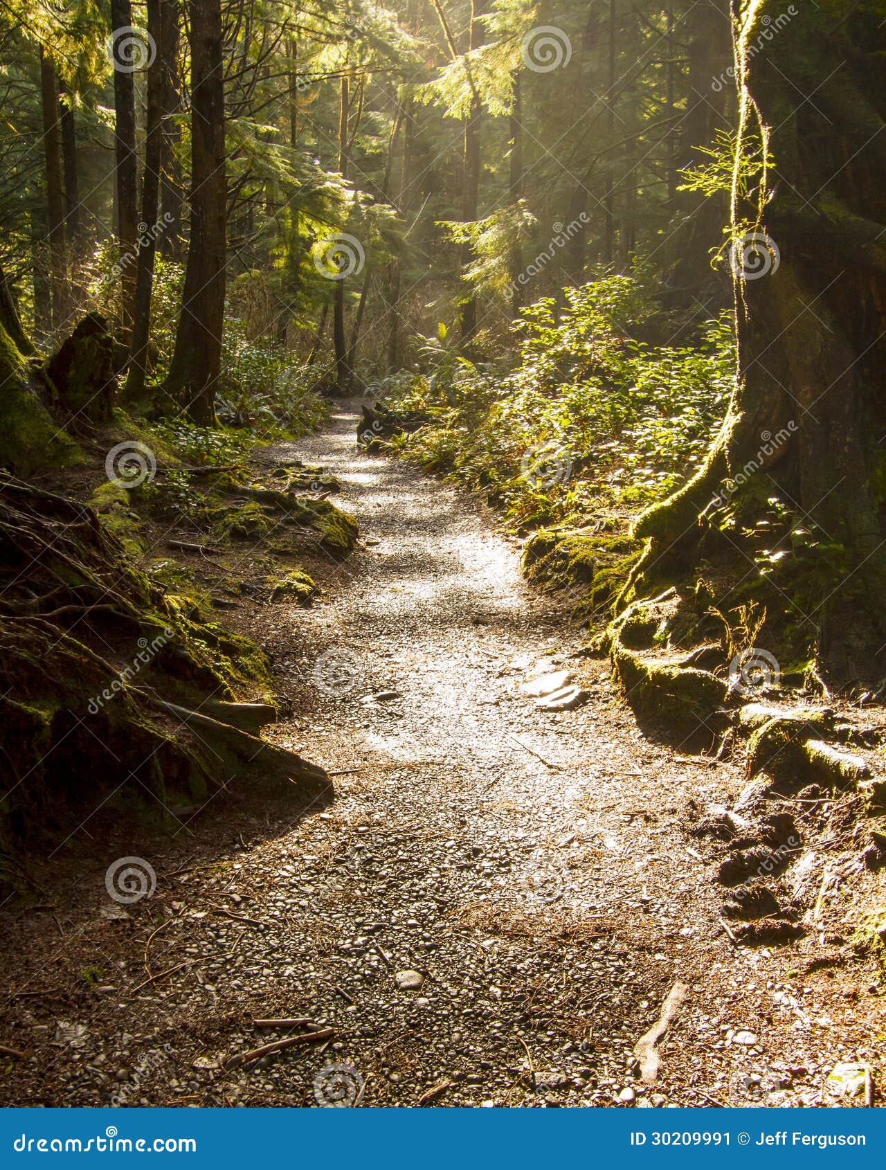 Rainforest Path stock image. Image of branches, happiness - 30209991
