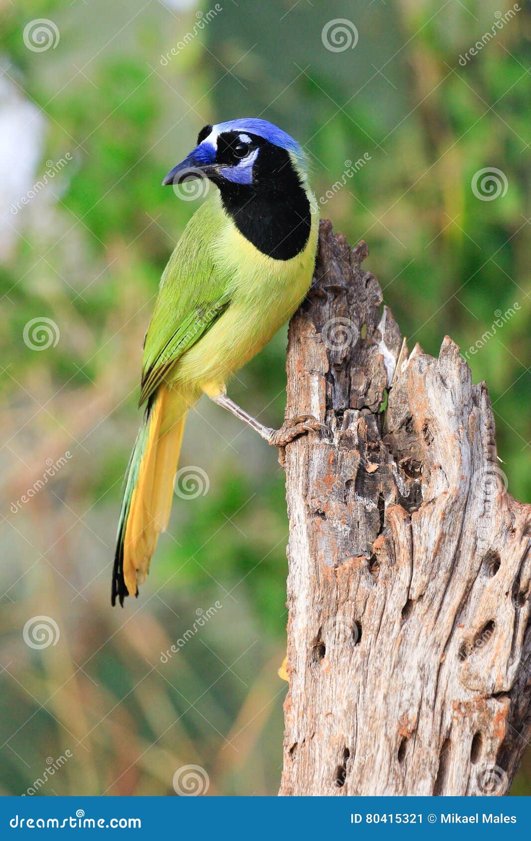 Vertical Photograph of Colorful Green Jay Stock Image - Image of seed ...