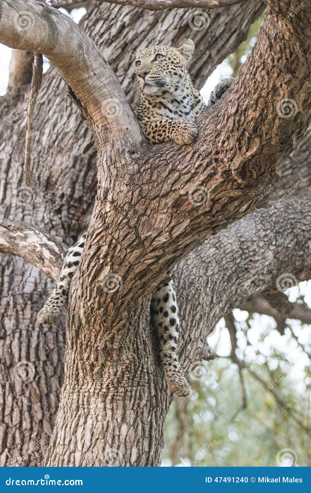 Vertical Photograph of Leopard Resting in Tree Stock Photo - Image of ...