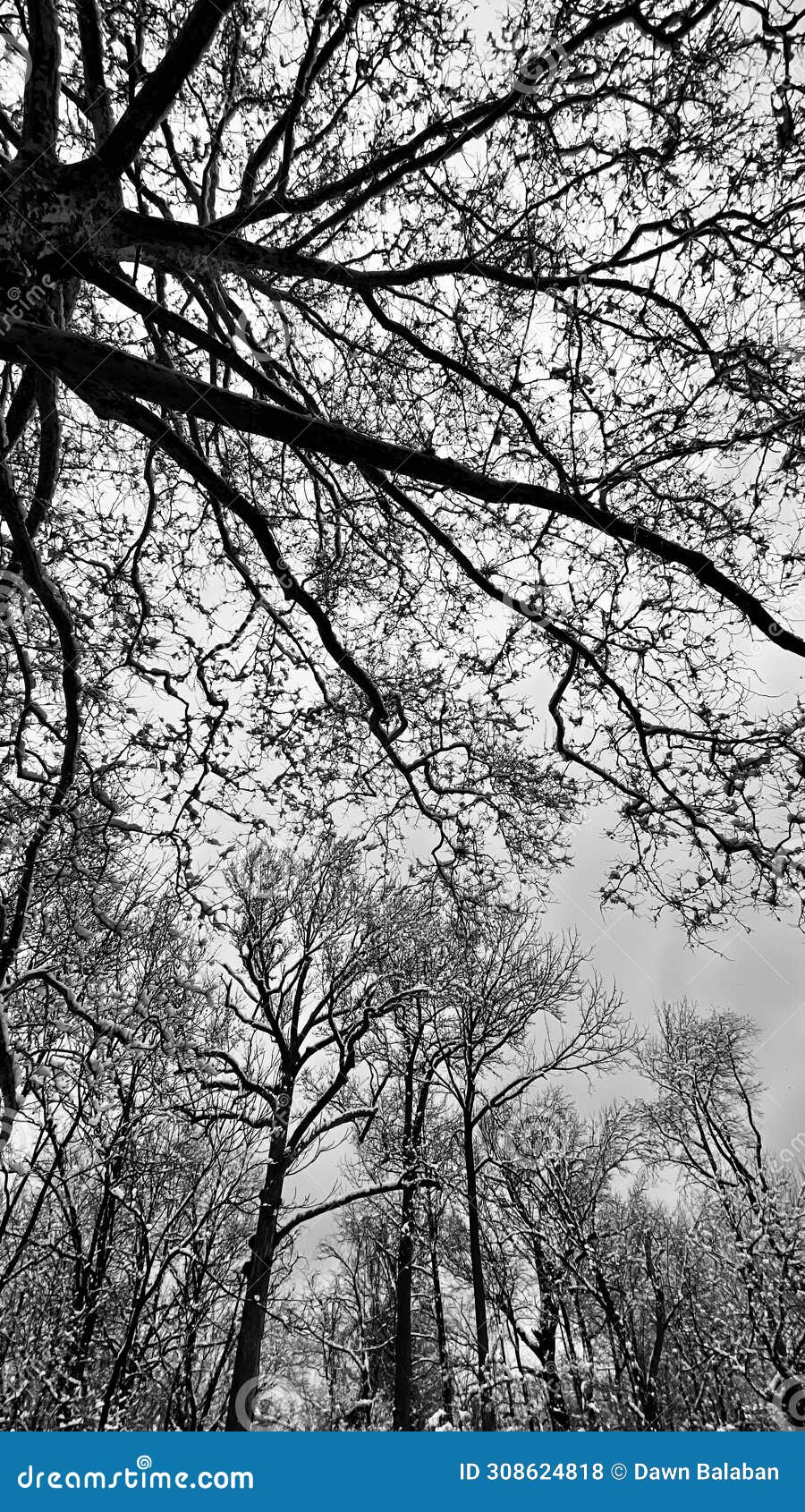 Vertical Photograph Snow Capped Trees Looking Up into the Trees Stock ...