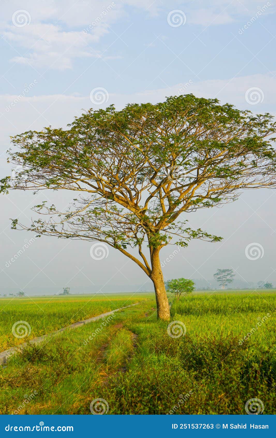 Vertical Photography of Tree in the Rice Field Stock Image - Image of ...