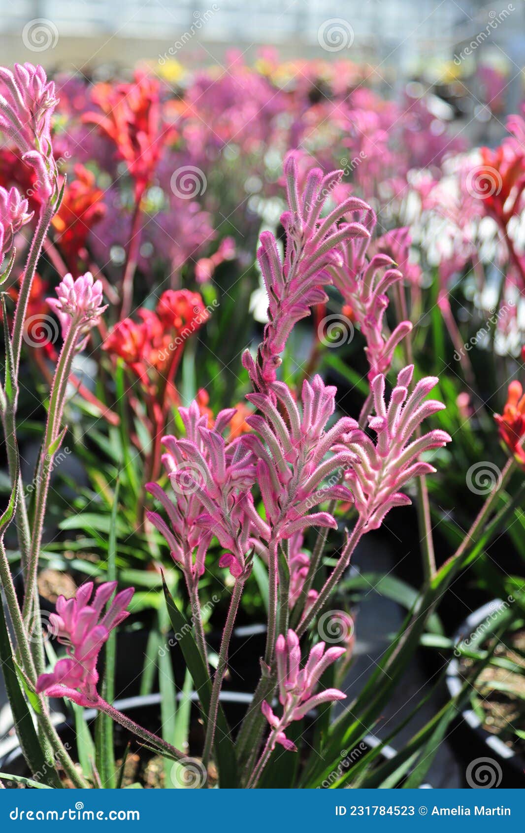 Vertical Photos of a Pink Kangaroo Paw Flowers Stock Image - Image of ...