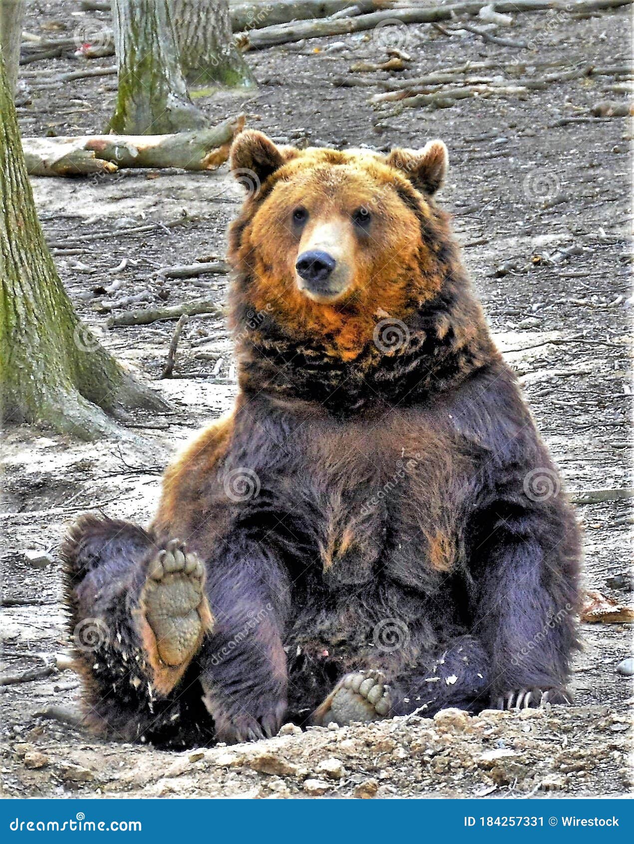 Vertical Picture of a Bear in the Forest Under the Sunlight Stock Image ...