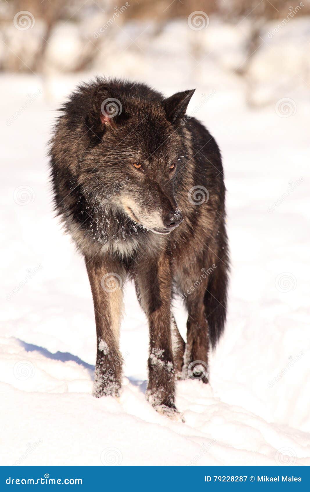 Vertical Picture of Black Wolf Stock Image - Image of beautiful, north ...