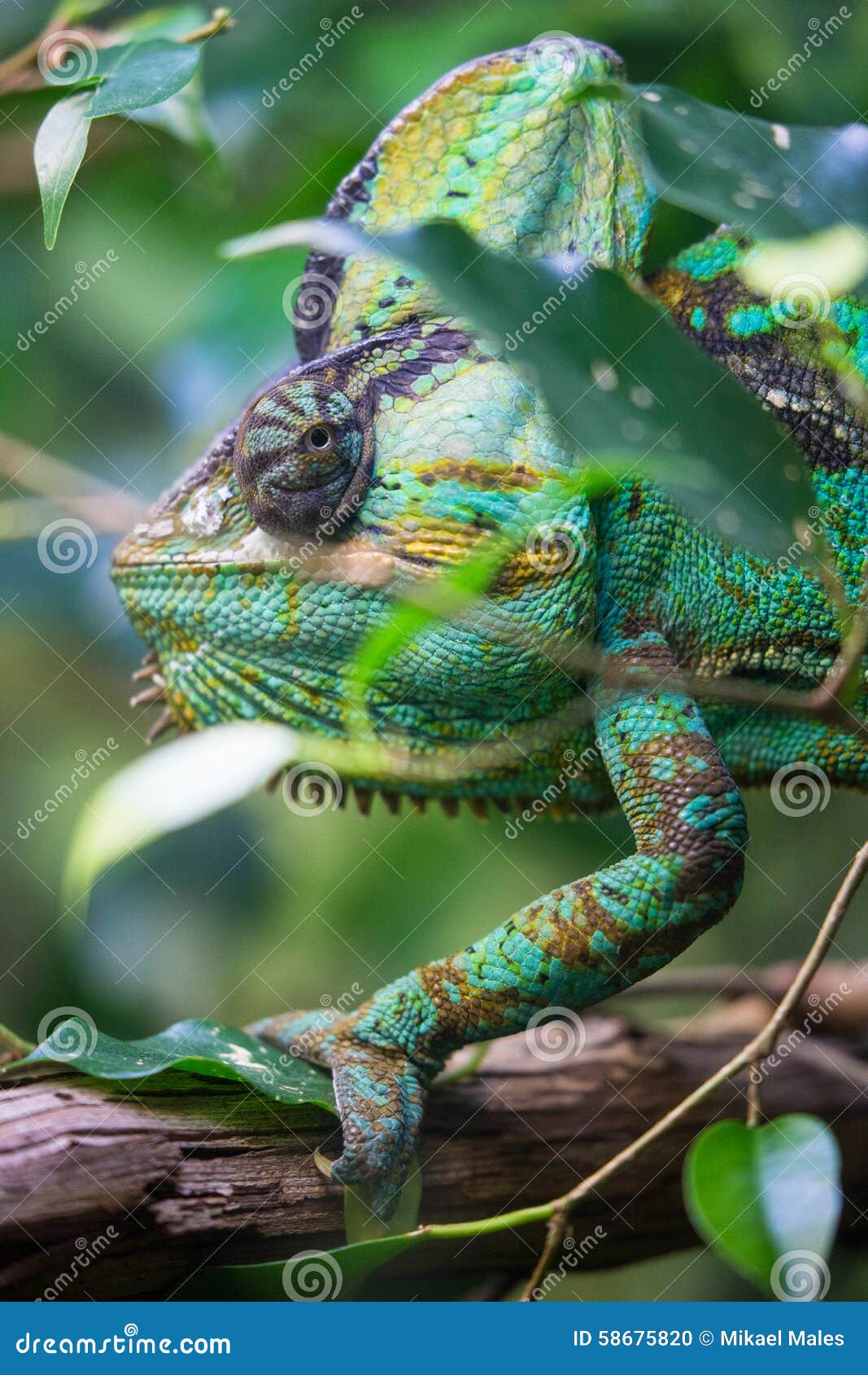 Vertical Picture of Colorful Cameleon Stock Photo - Image of chameleon ...