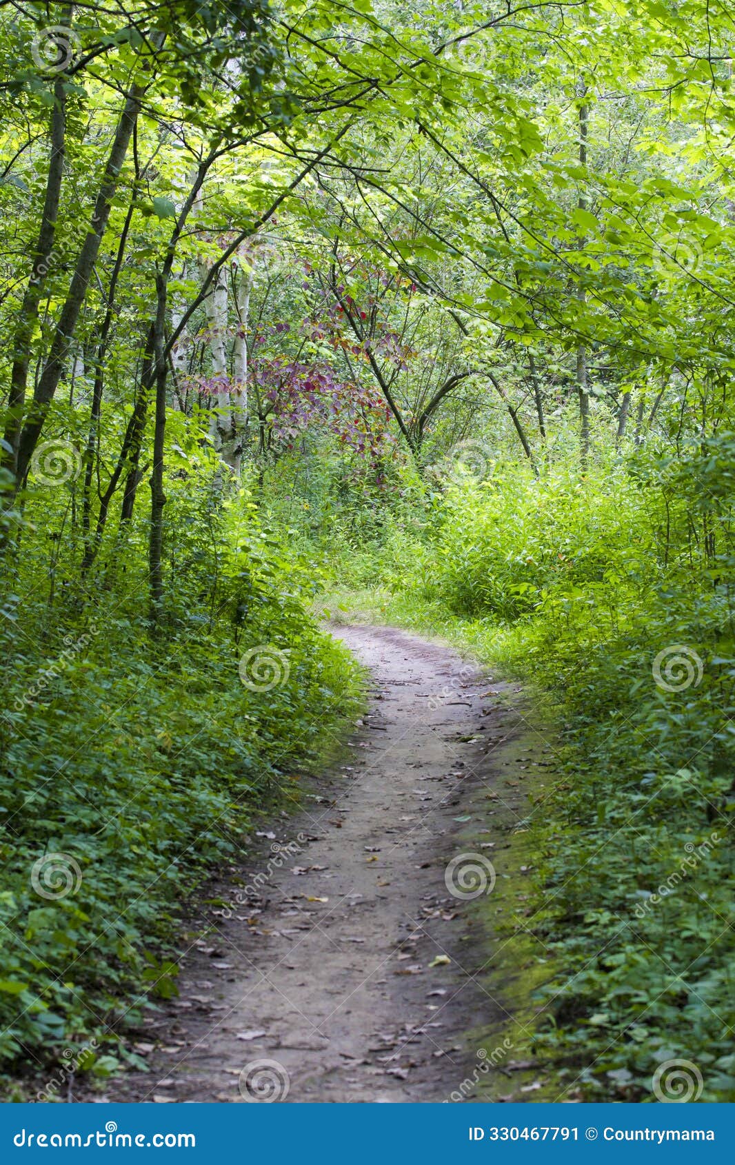 Tree Lined Pathway through the Woods. Stock Image - Image of nature ...