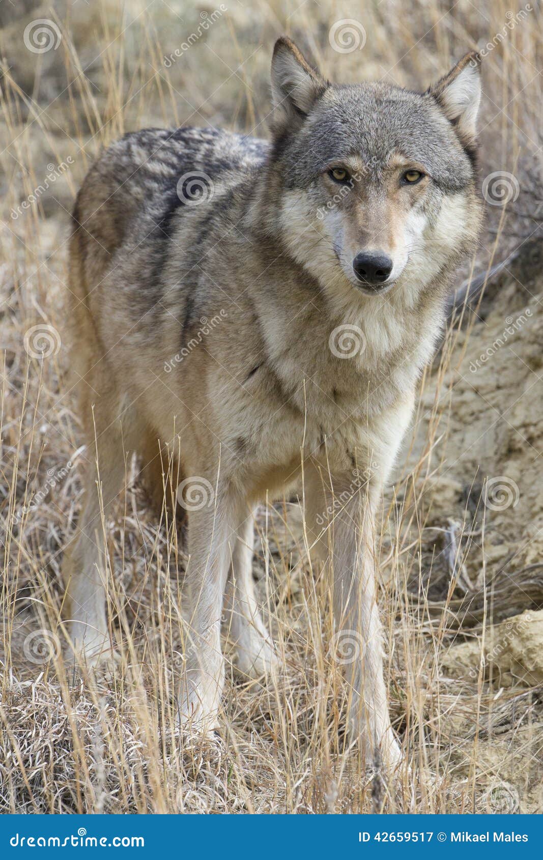 Vertical Picture of Female Timber Wolf Stock Image - Image of cute ...