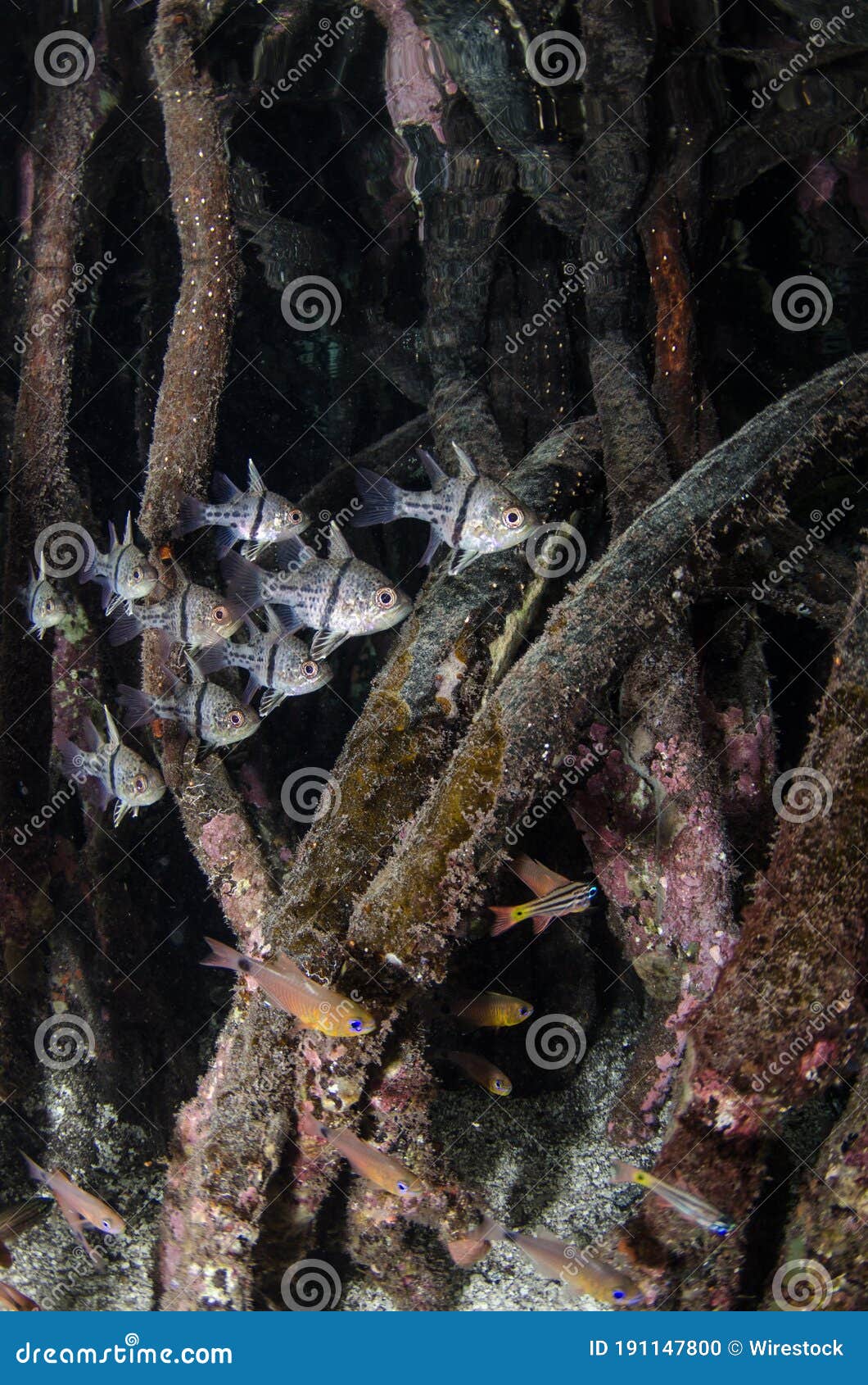 Vertical Picture of a Flock of Fish at Night Under the Water Stock ...
