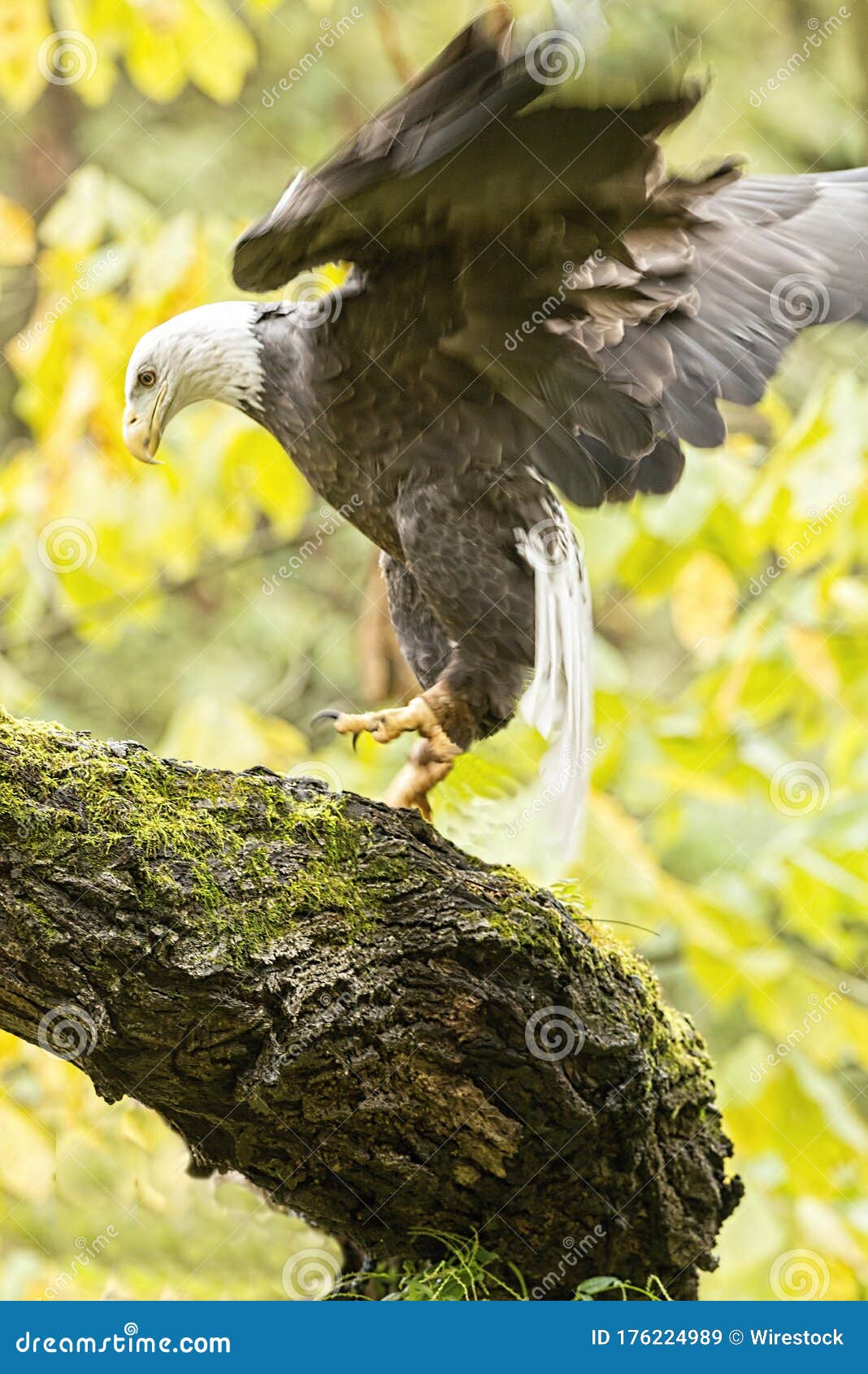Vertical Picture of a Flying Bald Eagle Surrounded by Greenery Under ...
